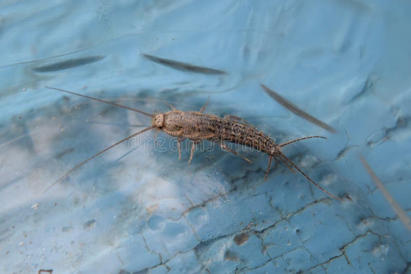 Insecte Alimentant Sur Le Papier - Poisson D'argent Image stock - Image ...