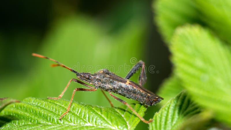 Insecte Assassin Sur Une Feuille Photo stock - Image du lame, latin ...