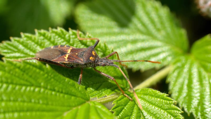 Insecte Assassin Sur Une Feuille Image stock - Image du brun, zone ...