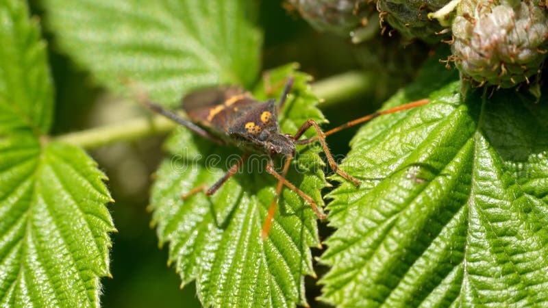 Insecte Assassin Sur Une Feuille Image stock - Image du prédateur, brun ...