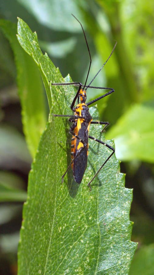 Insecte Assassin Sur Une Feuille Photo stock - Image du equateur, vert ...
