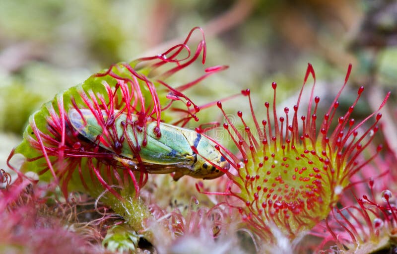 Insecte Attrapé Par Droséra Photo stock - Image du insecte, mucilage ...