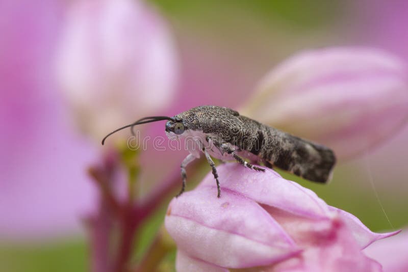 Insecte Bizarre Sur La Fleur Rose Image stock - Image du animal, detail ...