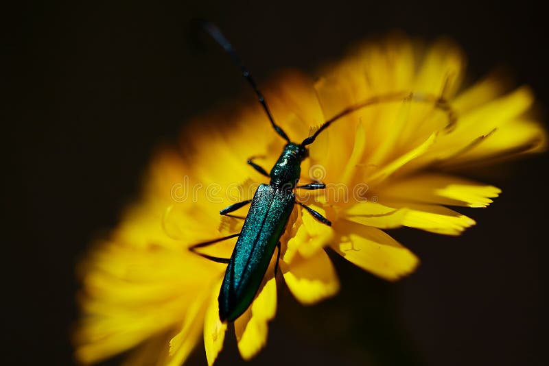 Insecte bleu photo stock. Image of métallique, jaune, bleu - 7830738
