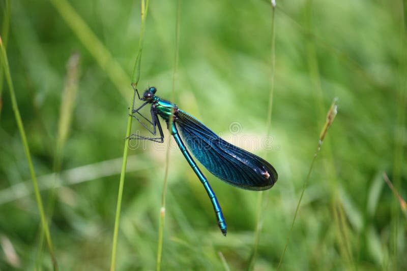 Insecte Bleu De Libellule De Belle Essence Photo stock - Image du aile ...