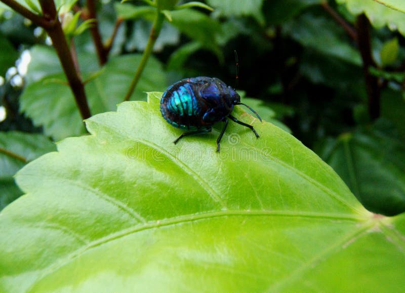 Insecte Bleu Sur Une Feuille D'une Ketmie Photo stock - Image du ...