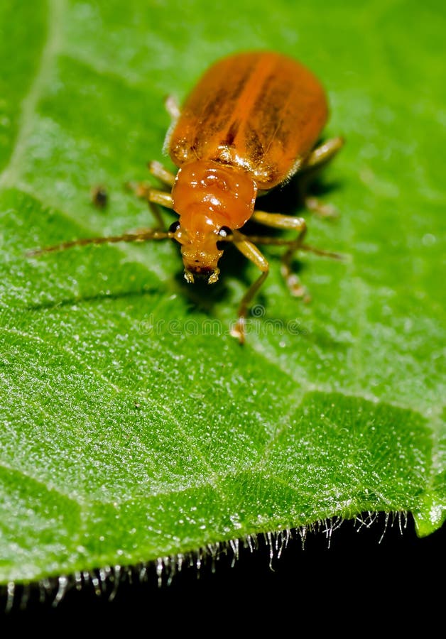 Insecte commun de jardin image stock. Image du jeune - 56854935