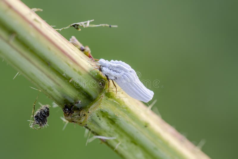 Échelle D'insecte Ou D'hortensia D'échelle Suçant Sur Une Feuille Photo ...