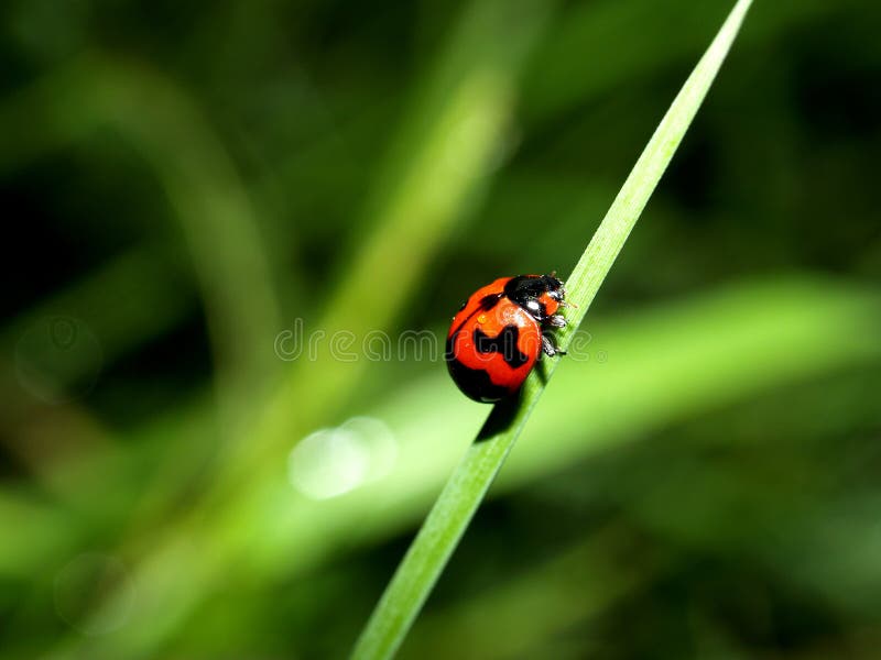 Insecte d'anomalie photo stock. Image du coléoptère, insecte - 10741482