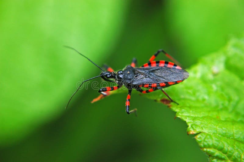 Punaises assassin photo stock. Image du lame, nature - 30136994
