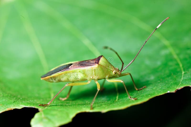 Insecte d'herbe verte photo stock. Image du antenne, parasite - 37922272