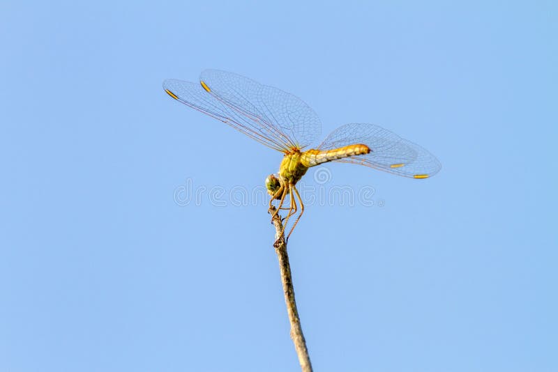Insecte D'une Libellule Assise Sur Une Brindille D'arbre Photo stock ...