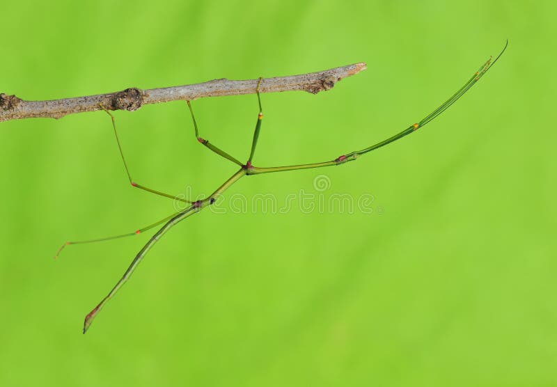 Insecte de bâton image stock. Image du singapour, fermer - 26783333