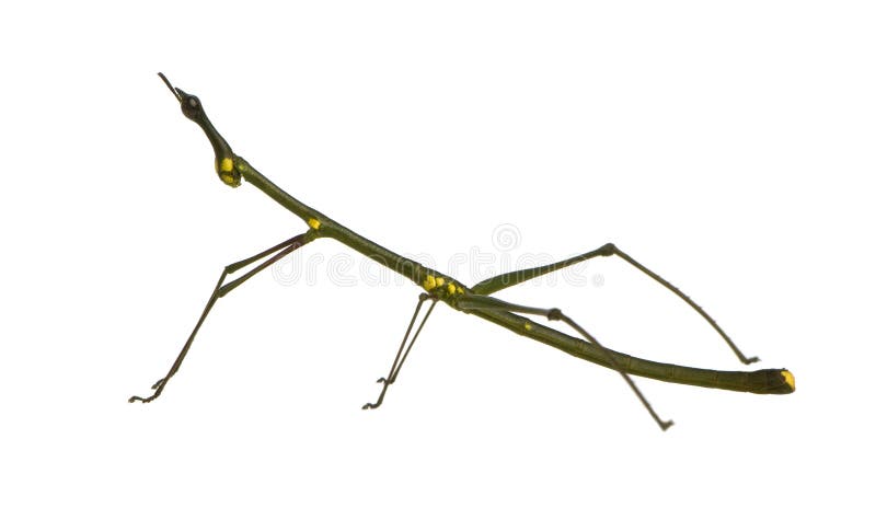 Insecte De Bâton, Phasmatodea - Peruana D'Oreophoetes Image stock ...