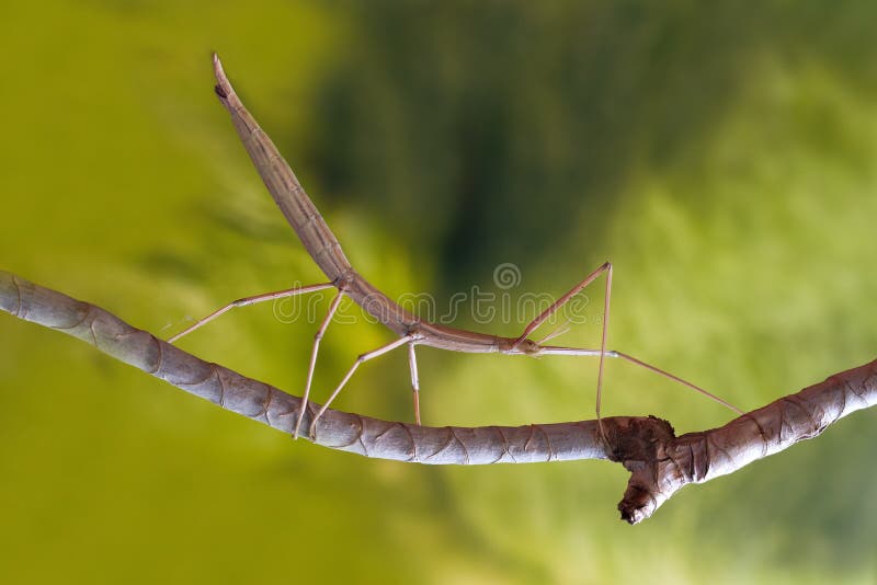 667,684 Bâton Photos libres de droits et gratuites de Dreamstime