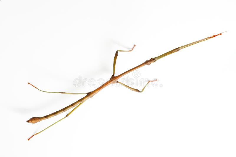 Insecte De Bâton, Phasmatodea - Peruana D'Oreophoetes Image stock ...