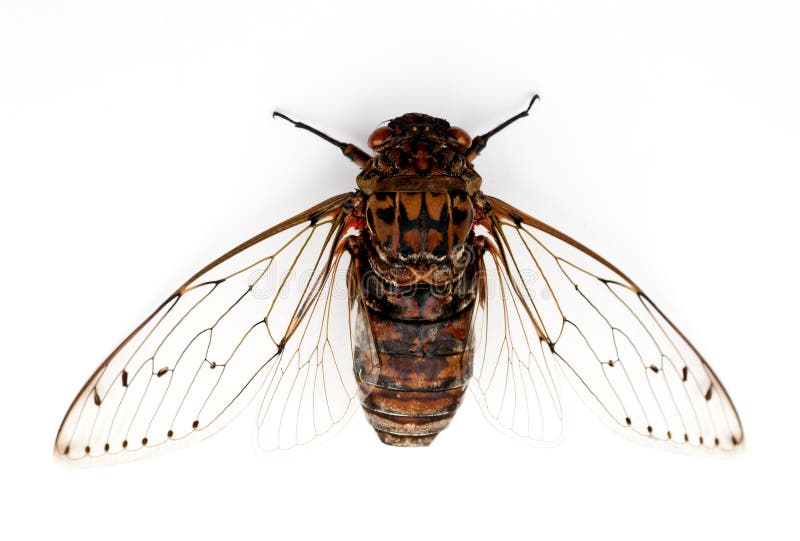 Insecte de cigale. image stock. Image du fond, larve - 25716107