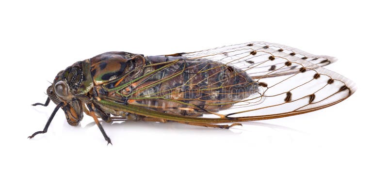 Insecte De Cigale Sur Le Mur Photo stock - Image of criquet, insecte ...