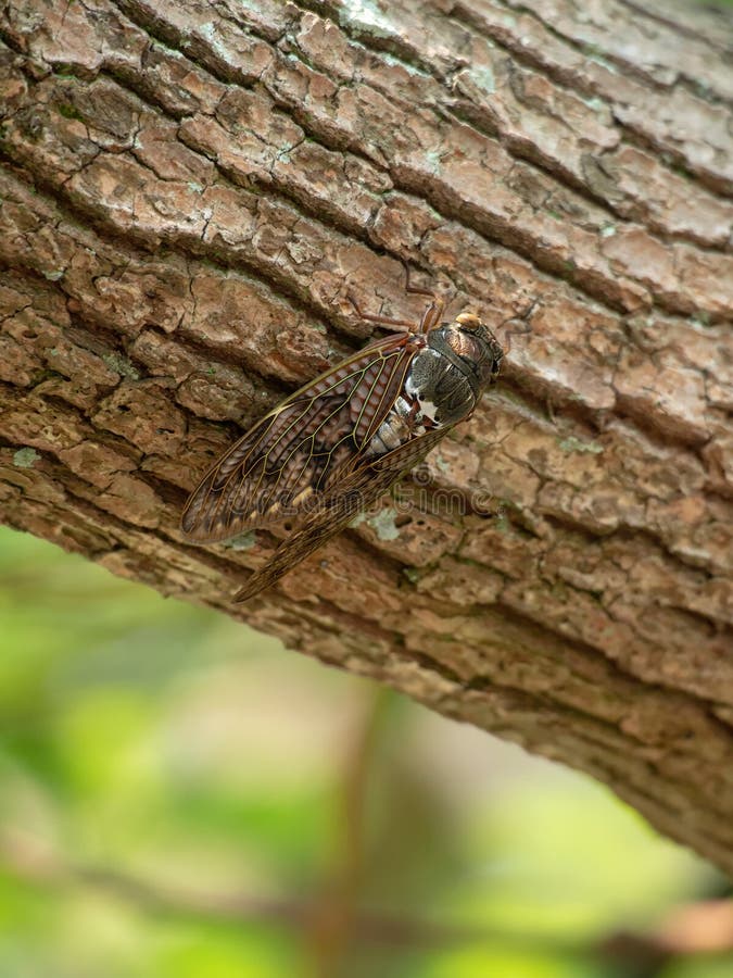 Insecte De Cigale Sur Une Branche Photo stock - Image du insectes ...