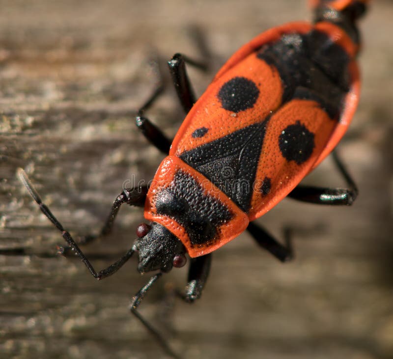 Insecte de feu image stock. Image du animal, coupure - 41278469