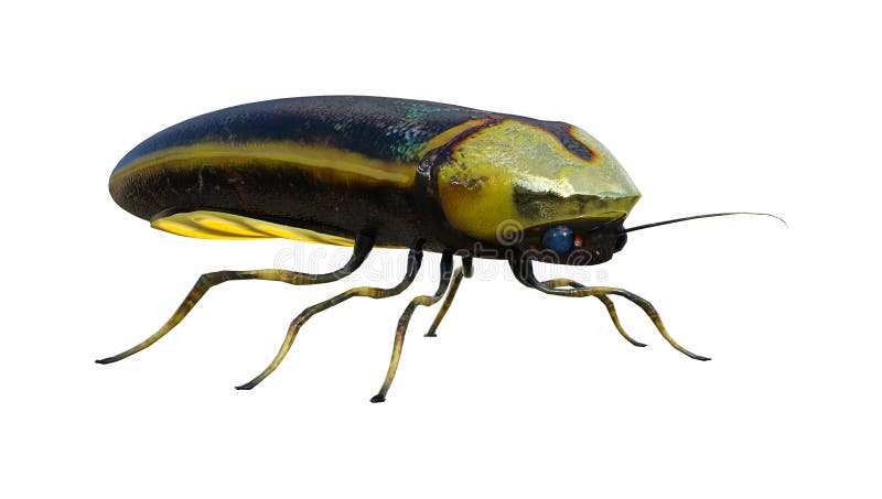Insecte De Foudre Du Rendu 3D Sur Le Blanc Illustration Stock ...