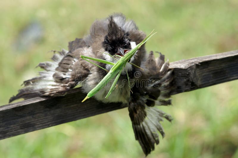 Insecte de loquet d'oiseau image stock. Image du insecte - 15178701
