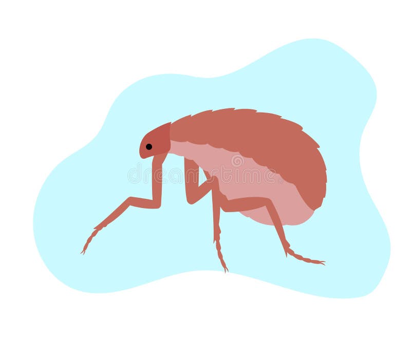 Insecte de vecteur de puce illustration de vecteur. Illustration du ...