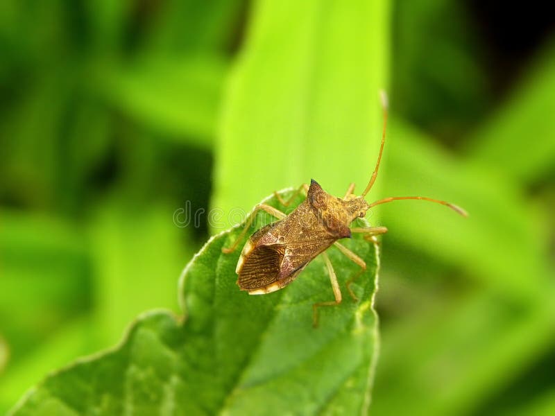 Insecte De Wilter De Brindille Image stock - Image du africain ...