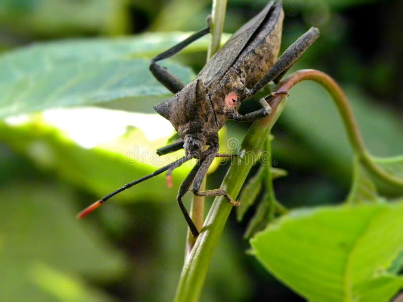 Insecte De Wilter De Brindille Image stock - Image du africain ...