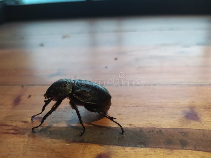 Insecte Du Dendroctone Sur Le Parquet Image stock - Image du étage ...