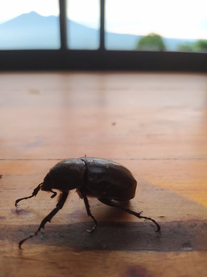 Insecte Du Dendroctone Sur Le Parquet Photo stock - Image of invertébré ...
