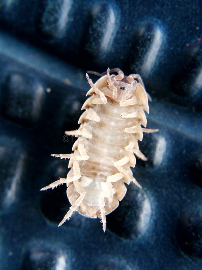 Insecte en bois de pou photo stock. Image du bois, fermer - 82144258