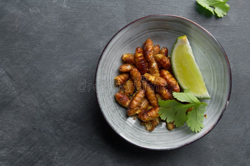 Insecte En Bois Frit De Ver D'insectes Croustillant Photo stock - Image ...