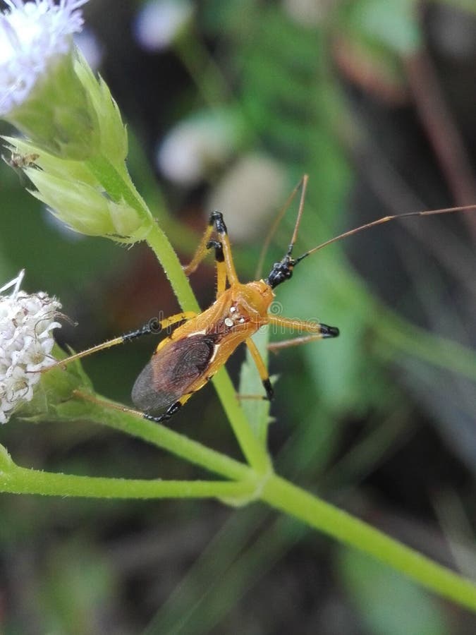 Insecte jaune image stock. Image du jaune, insecte, matin - 110345447
