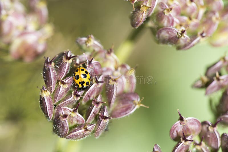 Insecte jaune de dame photo stock. Image du minuscule - 59728402