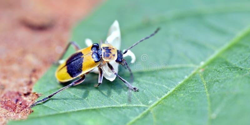 Insecte Jaune Et Noir Mangeant La Fleur Blanche Photo stock - Image du ...