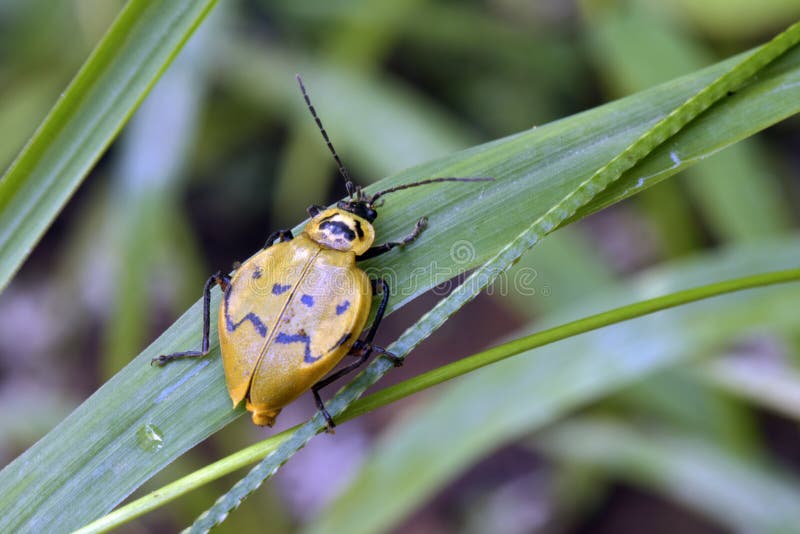 Insecte Jaune Et Noir Sur Les Feuilles Vertes Image stock - Image du ...