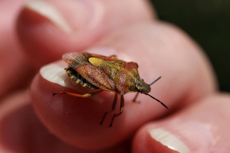 Insecte Marchant Sur Le Doigt Image stock - Image du marche, insecte ...