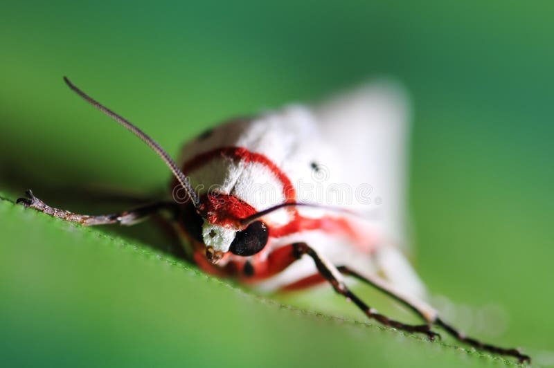 Insecte nocturne photo stock. Image du grand, normal - 28482400