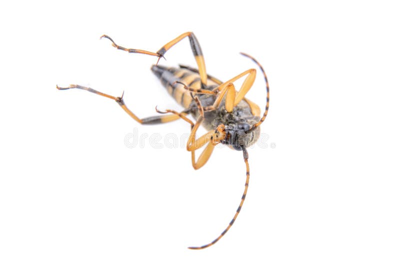 Insecte Noir Jaune Sur Un Fond Blanc Image stock - Image du jaune ...