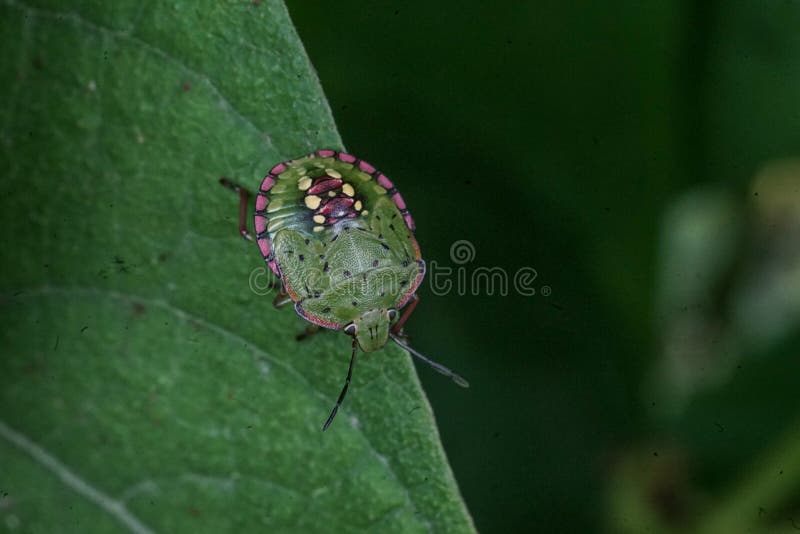Insecte Puant De Viridula De Nezara Image stock - Image du insectes ...