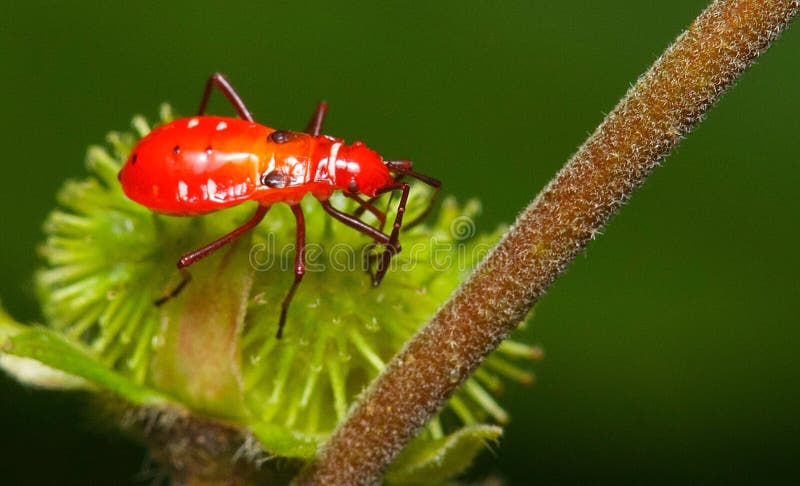 Insecte rouge photo stock. Image du insecte, brun, vert - 48279490