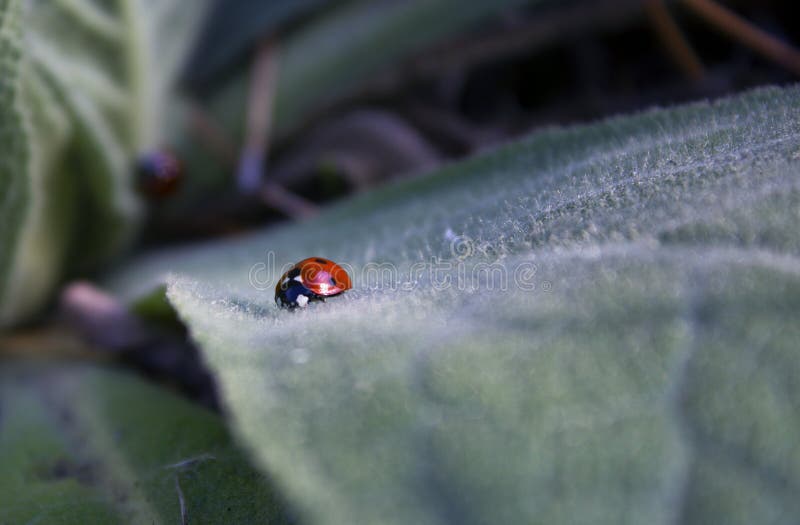 Insecte rouge photo stock. Image du lame, saison, petit - 61640008
