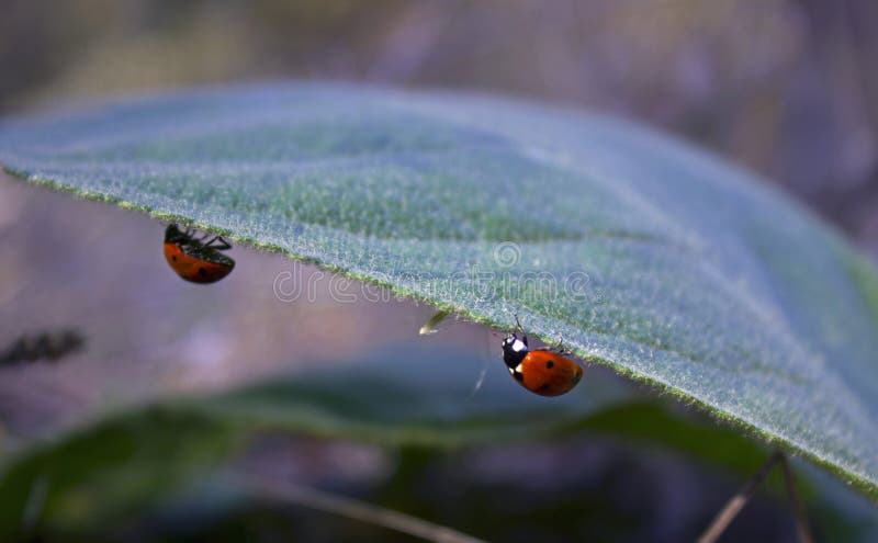 Insecte rouge image stock. Image du outdoors, faune, centrale - 61640013