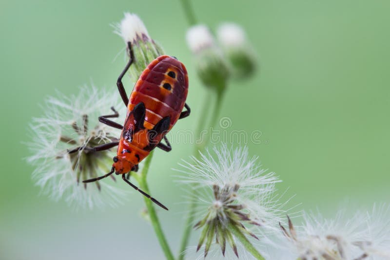 Insecte rouge photo stock. Image of insecte, couleur - 62284788