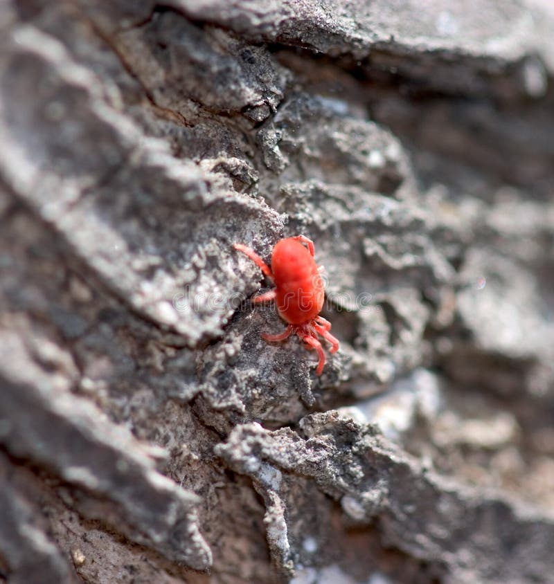 Insecte Rouge Minuscule Image. Image: 117548