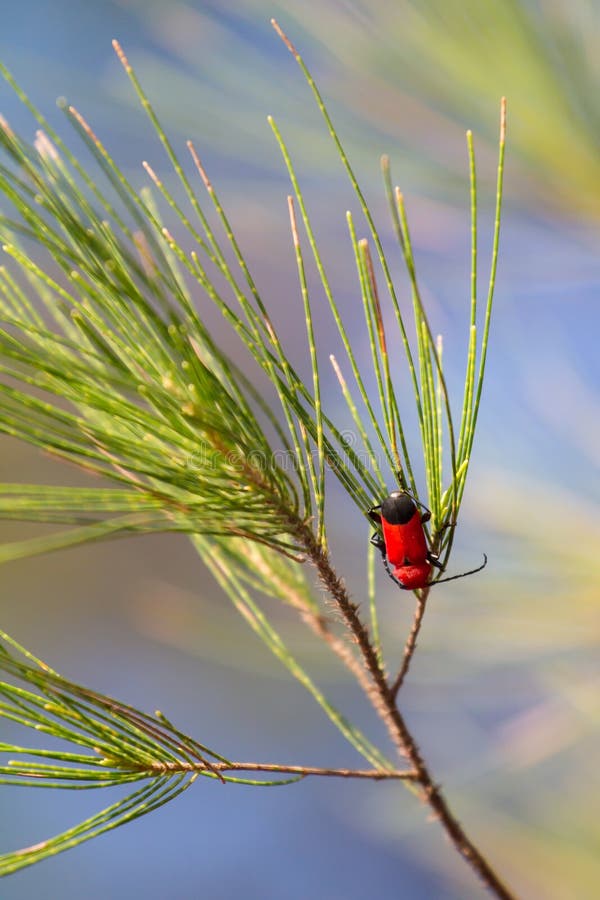 Insecte sur le pin image stock. Image du arbre, bleu - 58898839