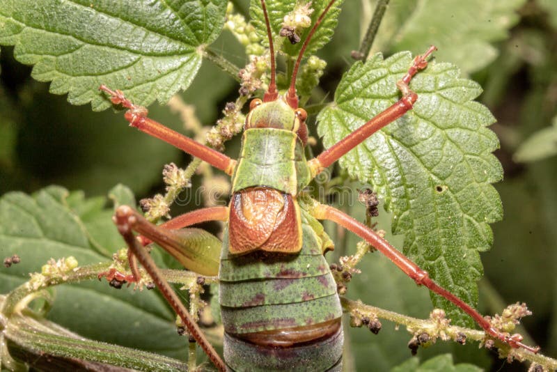 Insecte sur les feuilles image stock. Image du manger - 207713787