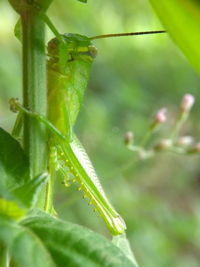 Insecte vert image stock. Image du insecte, tropical - 123424621