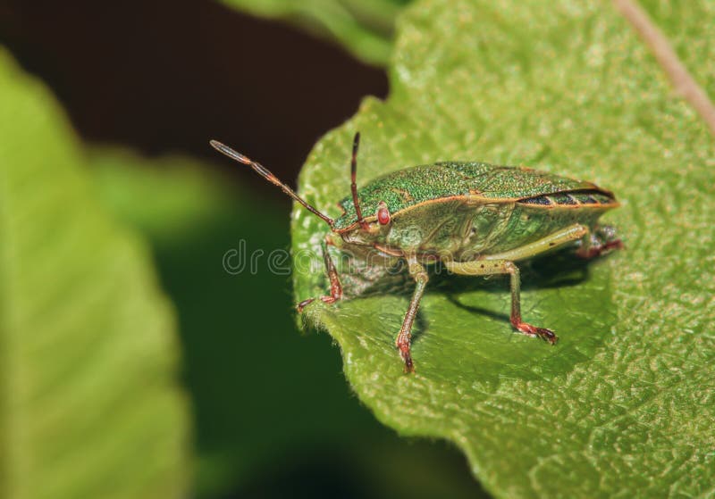 Insecte Vert Commun De Bouclier Photo stock - Image du commun, anomalie ...